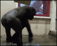 Dancing Chimp Gif