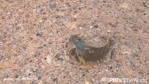 Fish Out Of Water Climbing Perch GIF by PRI - Find & Share on GIPHY