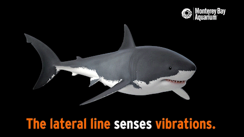 Lateral-lines GIFs - Get the best GIF on GIPHY
