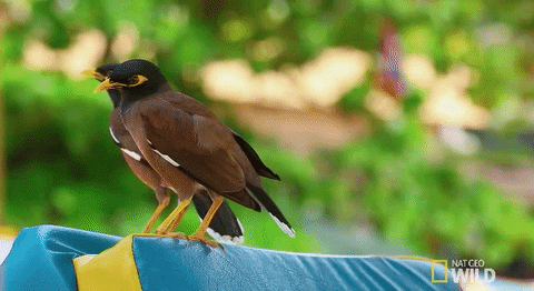 Animals Gone Wild GIF by Nat Geo Wild - Find & Share on GIPHY