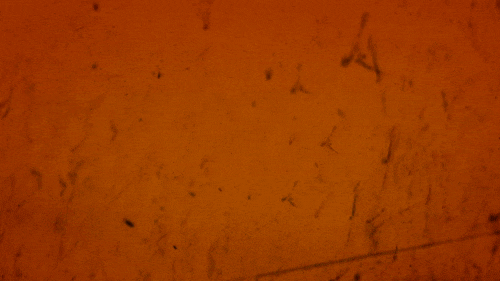 Levski GIFs - Get the best GIF on GIPHY