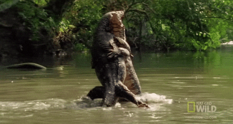 Alligator Fight GIFs - Get the best GIF on GIPHY