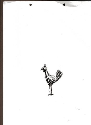 Rooster Flying GIFs - Get the best GIF on GIPHY
