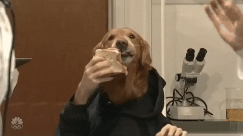 Dog Eating GIF by Saturday Night Live - Find & Share on GIPHY
