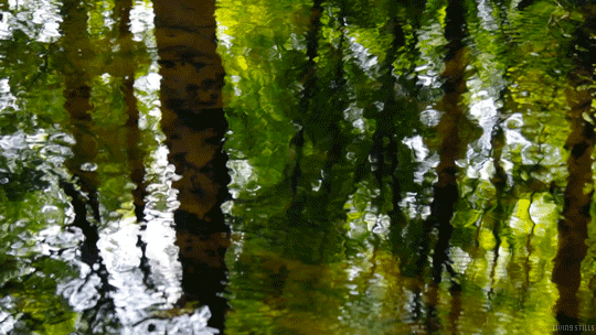 Forest Water Gif