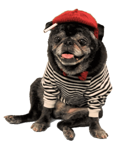 French Dog Sticker by Originals for iOS & Android | GIPHY