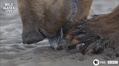 Bbc One Bear GIF by BBC - Find & Share on GIPHY