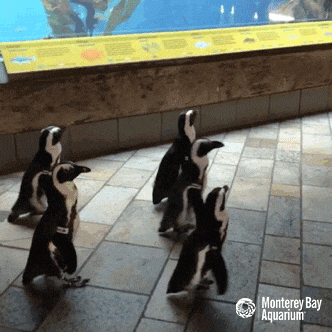 African Penguin Penguins GIF by Monterey Bay Aquarium - Find & Share on ...