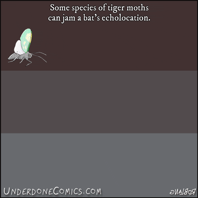 Echolocation GIFs - Get the best GIF on GIPHY