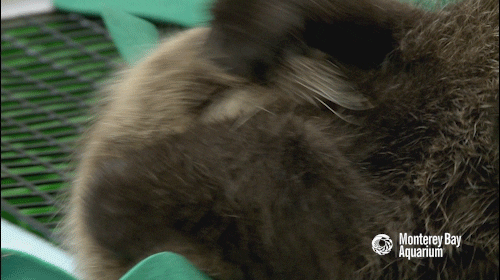 Warty Frogfish GIFs - Get the best GIF on GIPHY