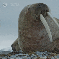 Walrus Animated Gif