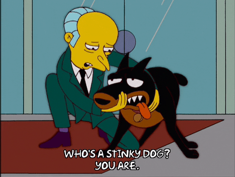 Stinky Dog GIFs - Get the best GIF on GIPHY