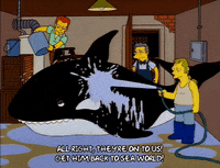 Exploding Sperm Whale Gif