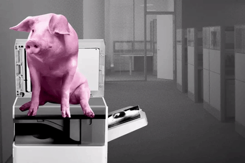 Office Pig GIF by Lightlife Foods - Find & Share on GIPHY