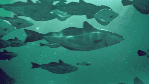 Marine-stewardship-council GIFs - Get the best GIF on GIPHY