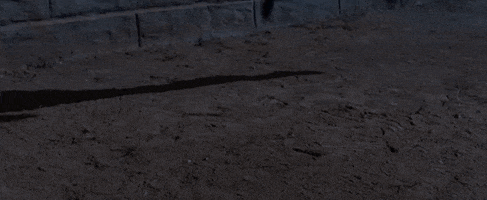 GIF by Crouching Tiger, Hidden Dragon - Find & Share on GIPHY
