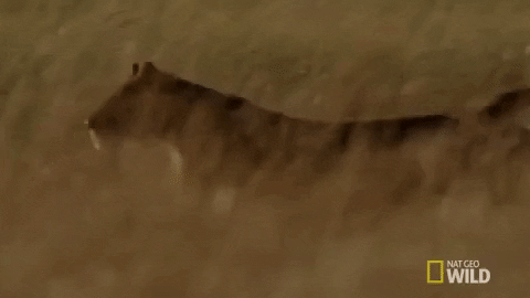 Leopard Run GIFs - Get the best GIF on GIPHY