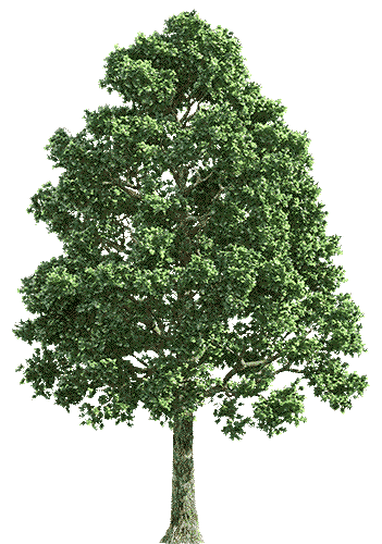 Tree Sticker by Josh Rigling for iOS & Android | GIPHY