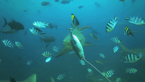 Fish Eat GIF by ADWEEK - Find & Share on GIPHY
