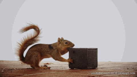 Dogs Squirrels GIF by KQEDScience - Find & Share on GIPHY