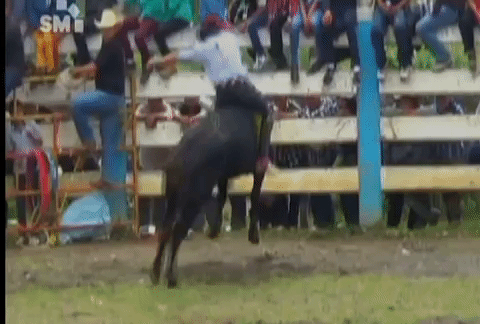 Jaripeo GIFs - Get the best GIF on GIPHY