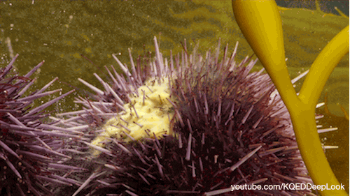 Sea Urchin GIFs - Get the best GIF on GIPHY