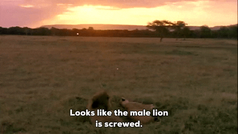 African Safari GIFs - Get the best GIF on GIPHY