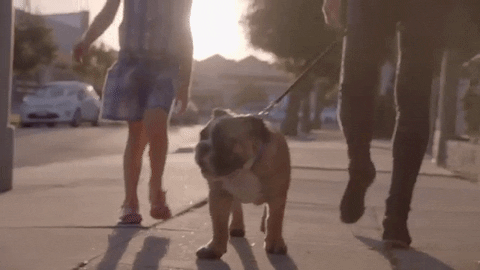 Dog Bulldog GIFs - Get the best GIF on GIPHY