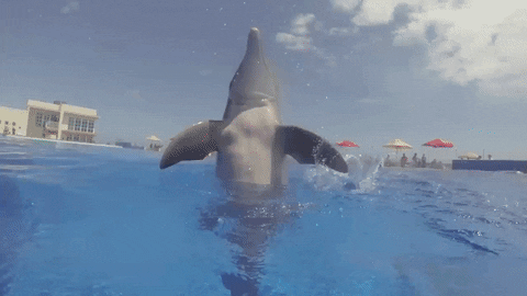 - Find & Share on GIPHY