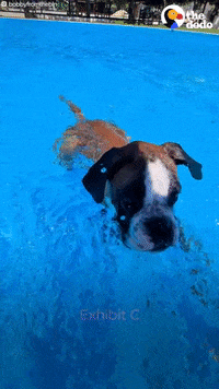 Dogs Drinking Water Gif