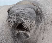 Interesting Walrus Gif