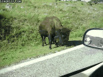Bison Running Gif