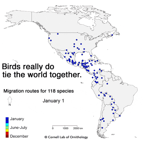 Bird migration map GIFs - Find & Share on GIPHY