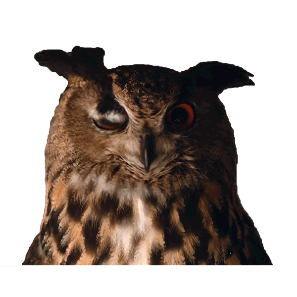 Owl Wink Sticker by Western Governors University for iOS & Android | GIPHY