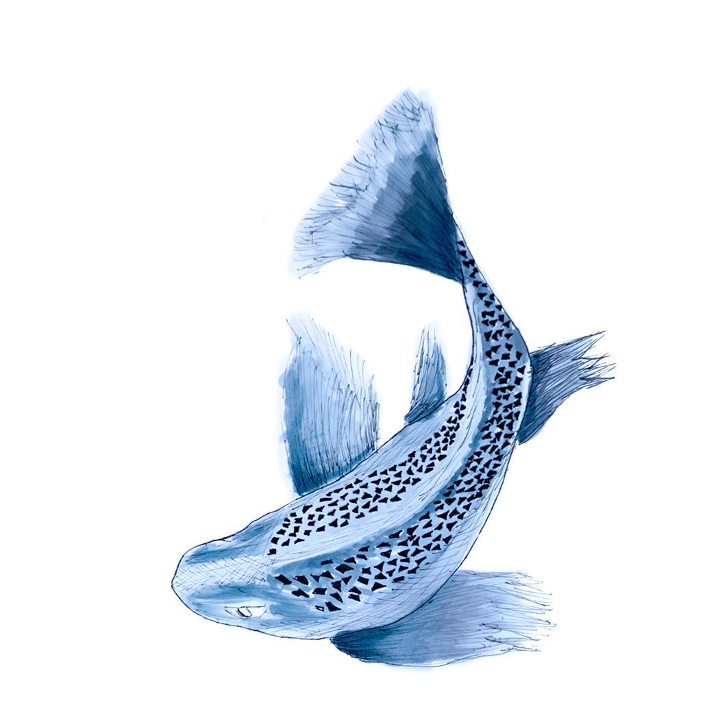 Art Fish Sticker for iOS & Android | GIPHY