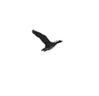Birds Flying Gif