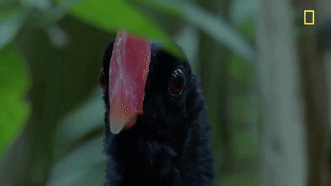Weird Bird GIFs - Get the best GIF on GIPHY