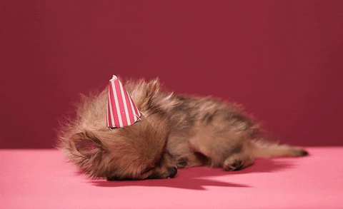 Dog Sleeping GIF by Tuna the Pom - Find & Share on GIPHY
