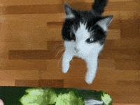 Funny Scared Cat Gifs