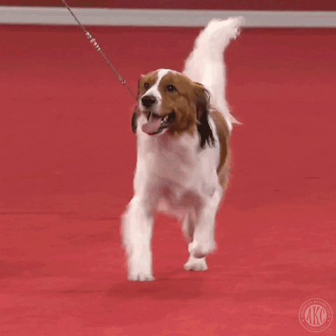 2020 AKC National Championship by American Kennel Club | GIPHY