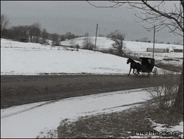 Amish GIFs - Find & Share on GIPHY