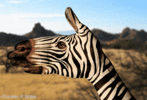 Running Zebra Animation GIFs - Find & Share on GIPHY