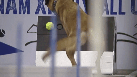 Can Am Flyball Classic by American Kennel Club | GIPHY