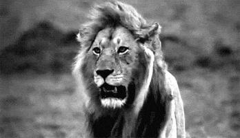 Lion GIFs - Find & Share on GIPHY