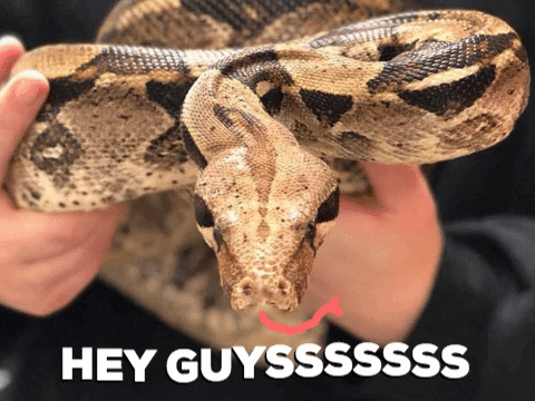 Nope Snake Gif