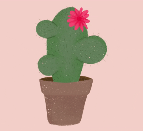 Flower Cactus GIF - Find & Share on GIPHY