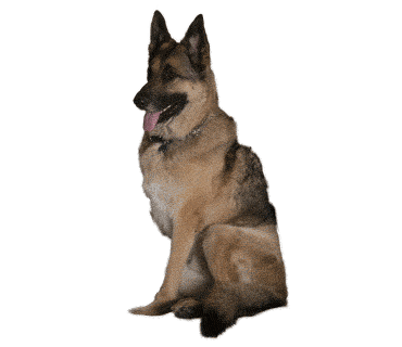 German Shepherd Puppy Gif