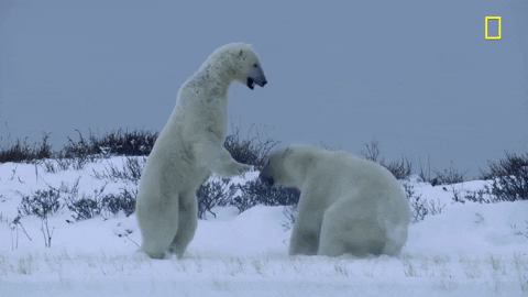 Nat Geo Hostile Planet GIF by National Geographic Channel - Find ...
