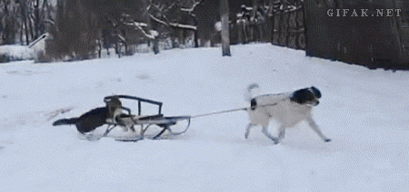 Sled Pulling GIFs - Get the best GIF on GIPHY