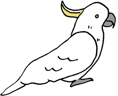 Bird Cockatoo Sticker for iOS & Android | GIPHY